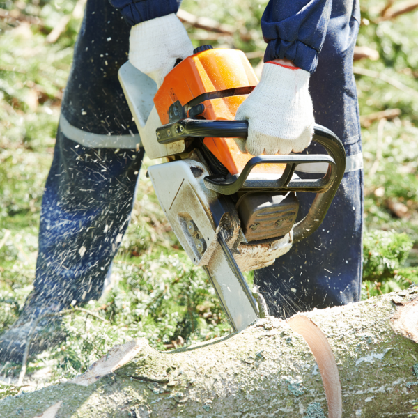 Tree Work Services Lakeland, FL – Tree Removal & Trimming
